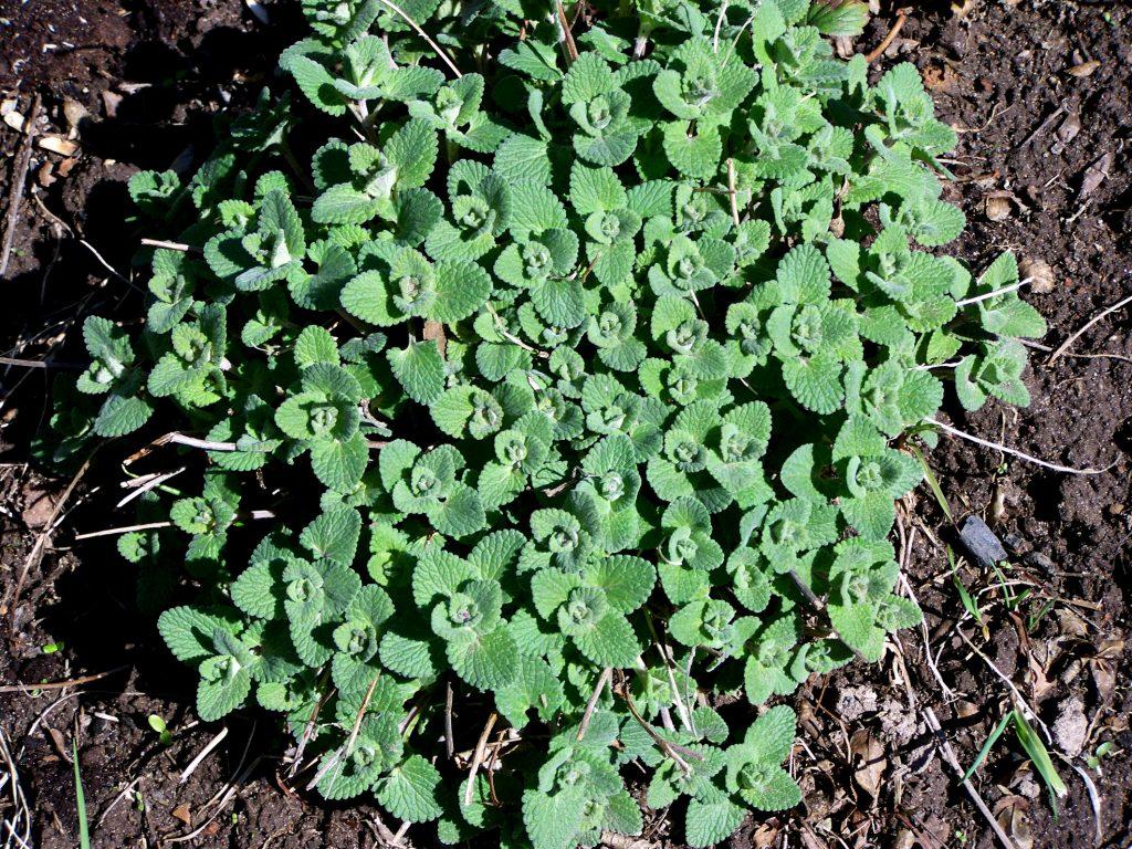 КОТОВНИК / Nepeta cataria | Садовое обозрение/Garden review